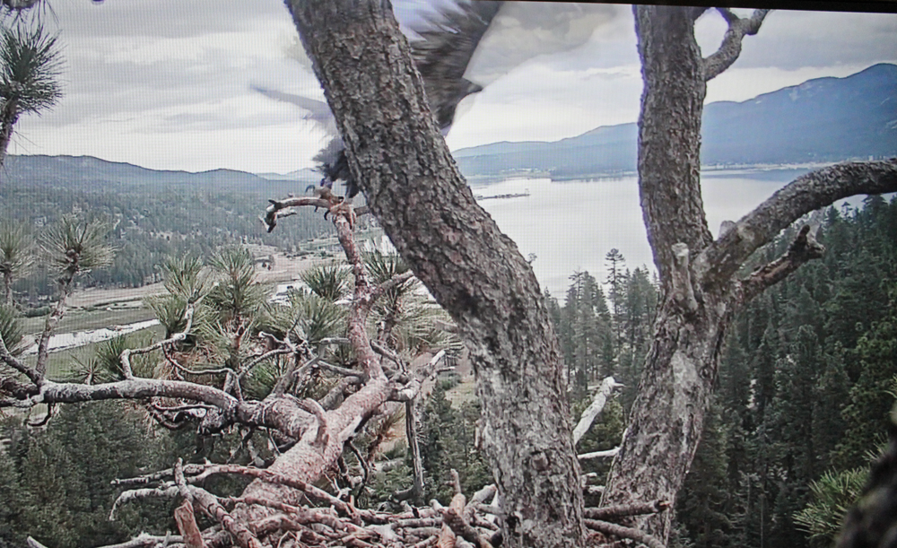 Big Bear Lake’s Young Eagle “Simba” Takes Flight