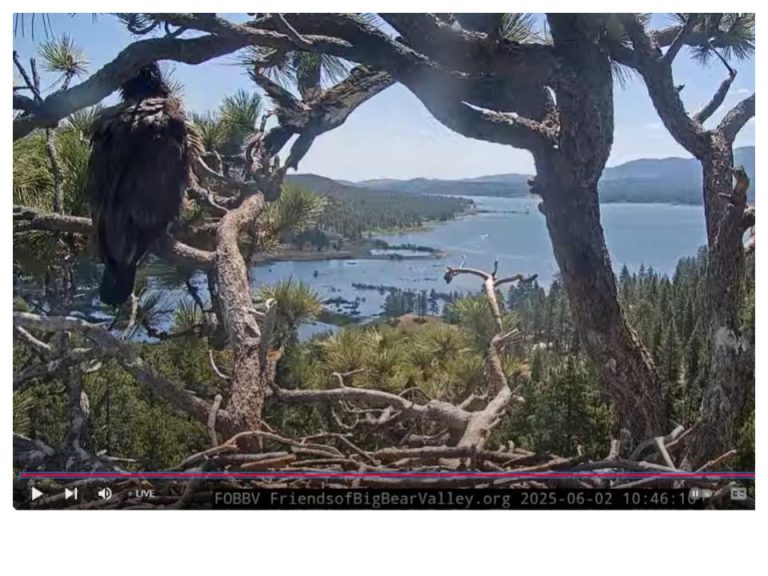 Jackie and Shadow Lay Second Egg of 2026 in Big Bear